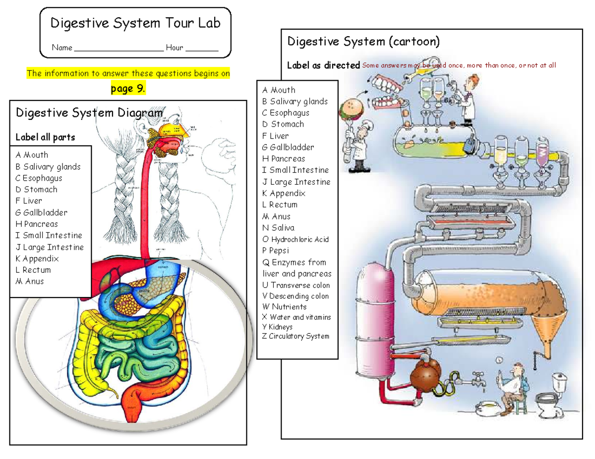 Digestive System Tour Lab Activity Form 2 - Studocu