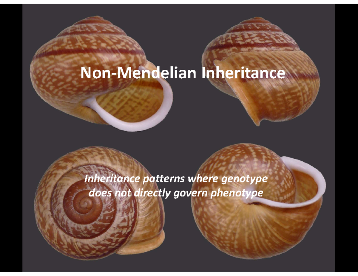 Non-Mendelian Inheritance Patterns and Mechanisms S2025 - Studocu