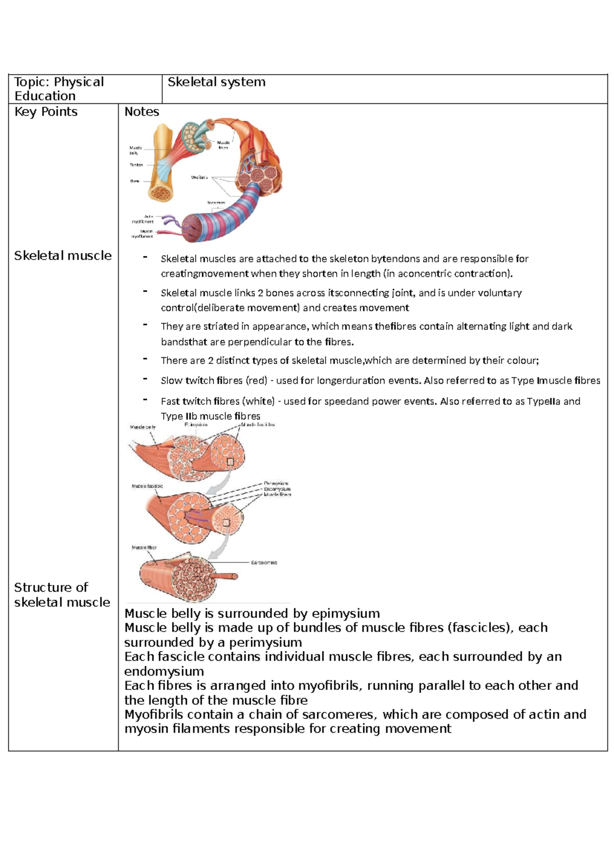 Sport Study Notes: PE Key Points on Skeletal & Muscle Function - Studocu