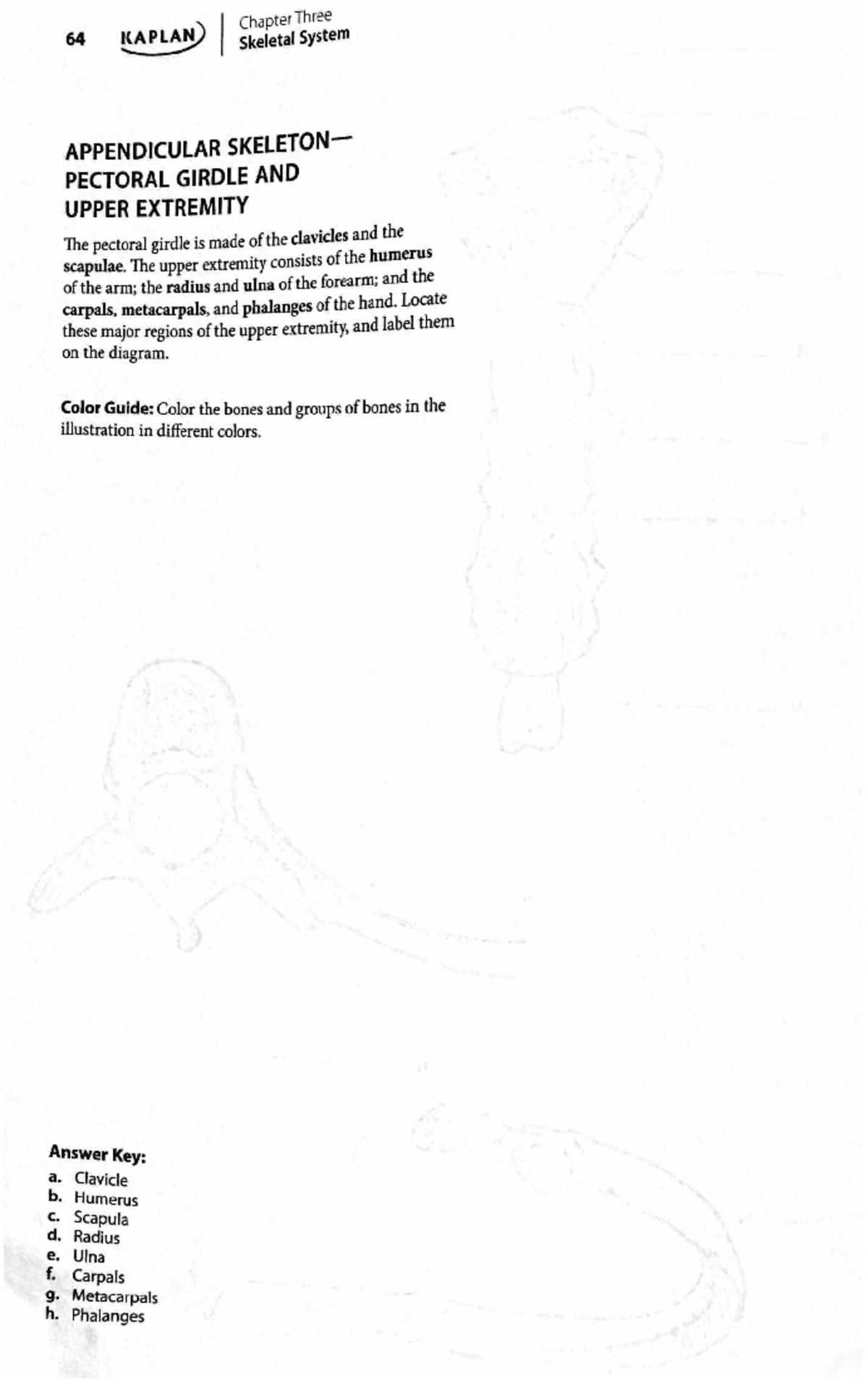 Shoulder Arm Hand Coloring Guide - Chapter 3 KAPLAN - Studocu