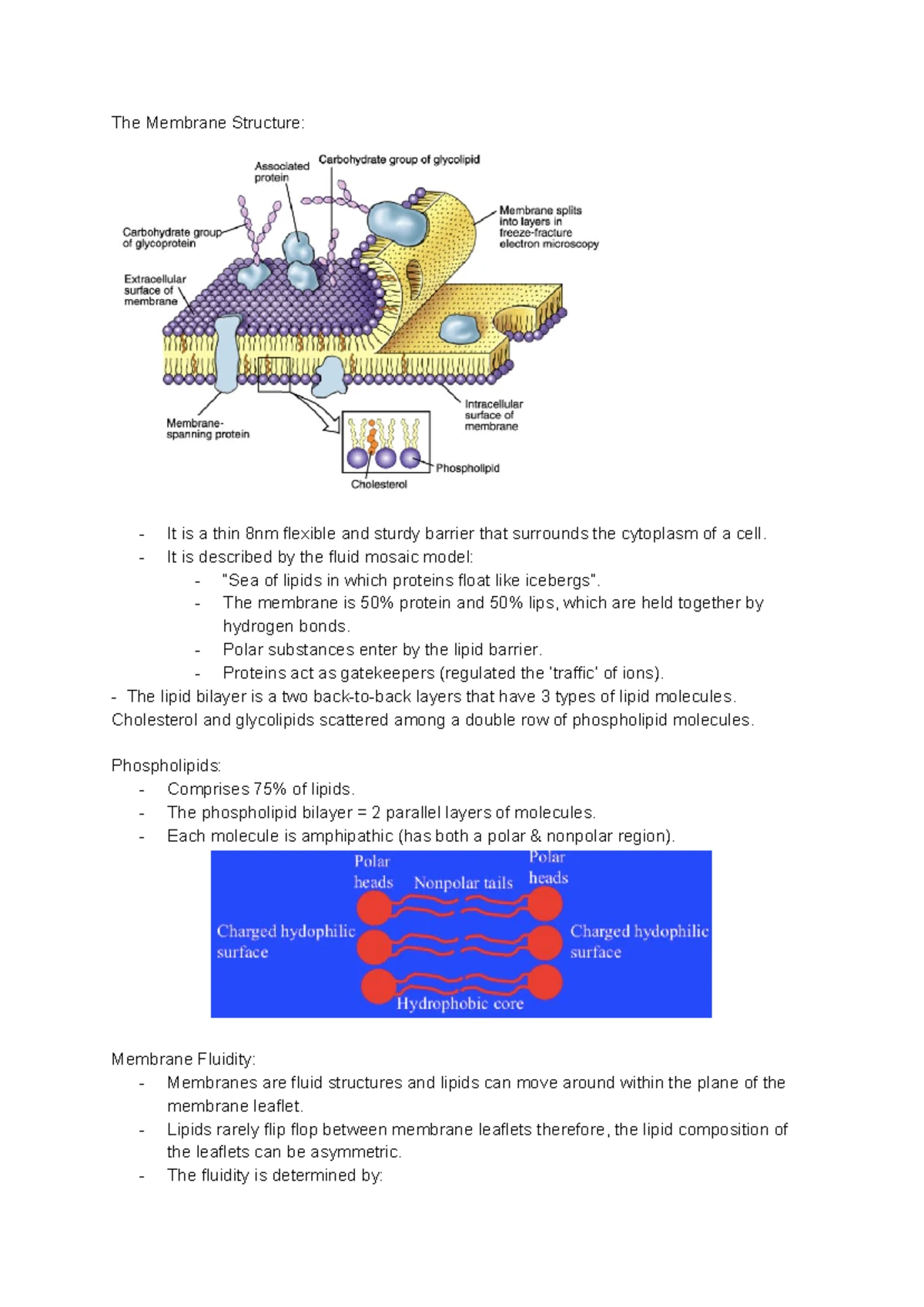 BIOSCL 10F: Cell Division L10 - Eukaryotic Cell Cycle Phases Notes ...