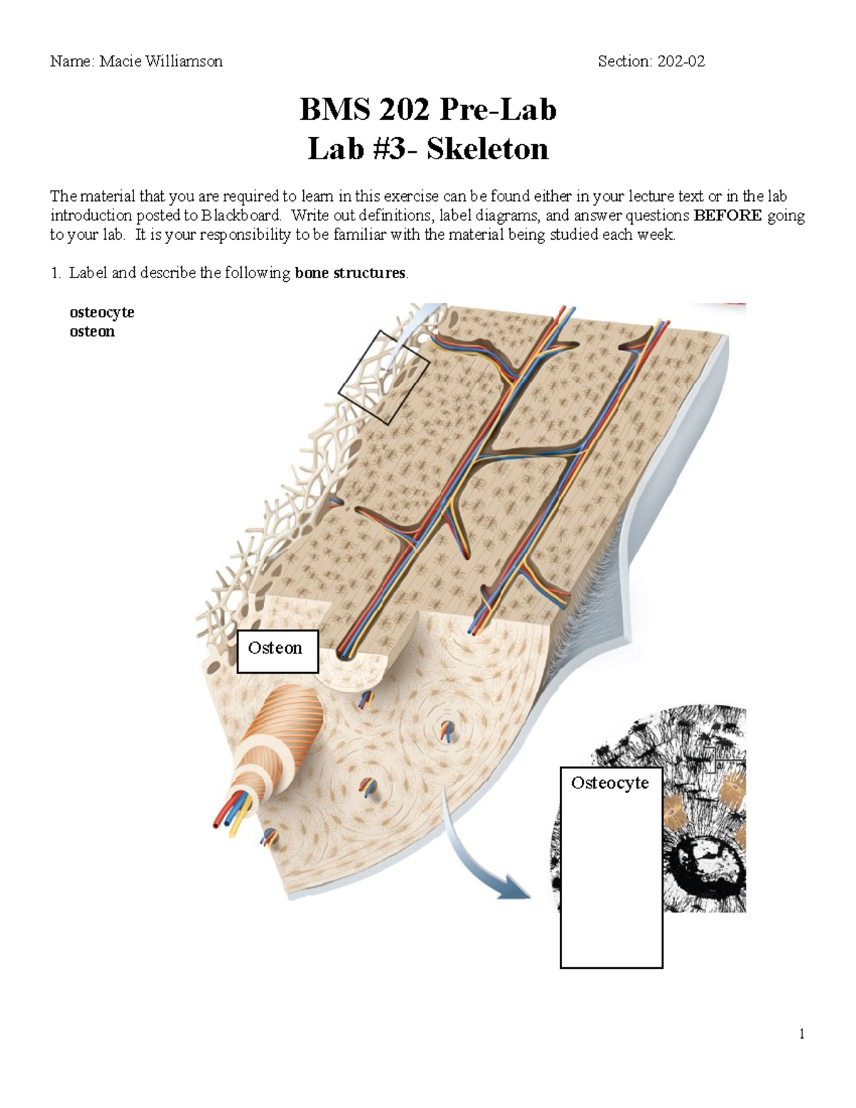 Pre-Lab for Lab #3: Skeleton - BMS 202 Pre-Lab Lab #3- Skeleton The ...