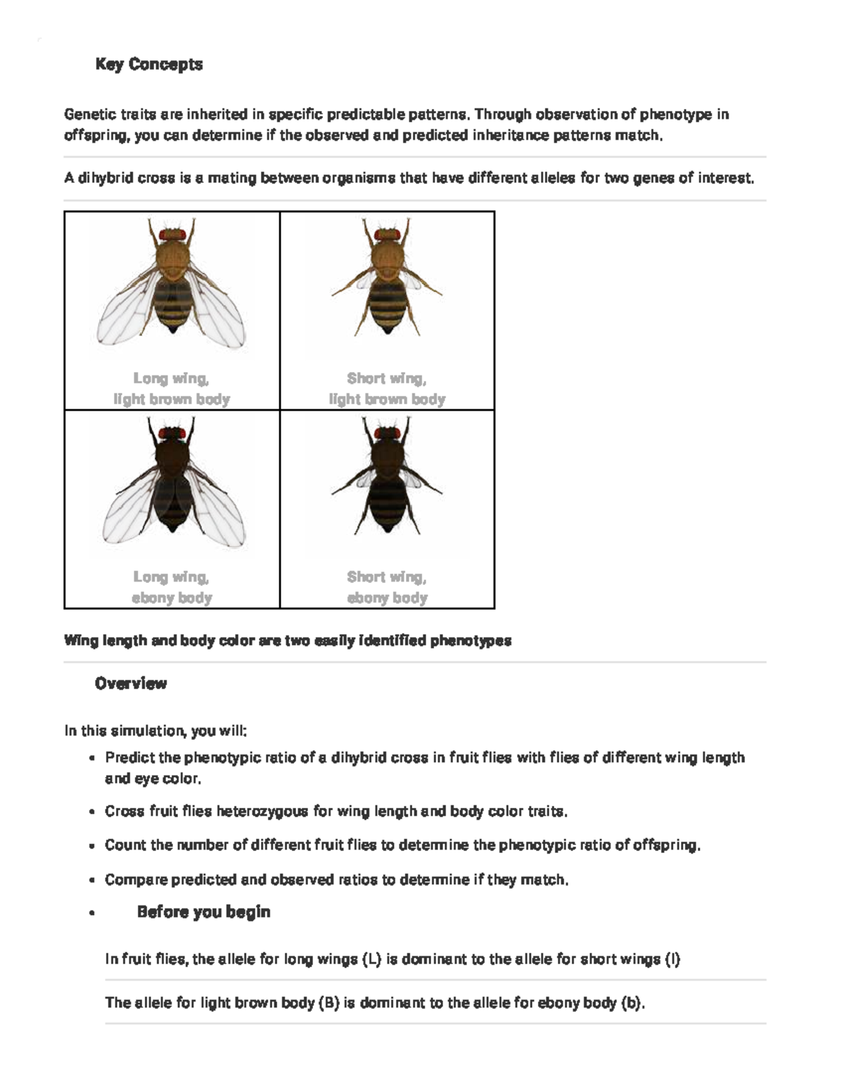Dihybrid Cross Simulation in Fruit Flies - Studocu