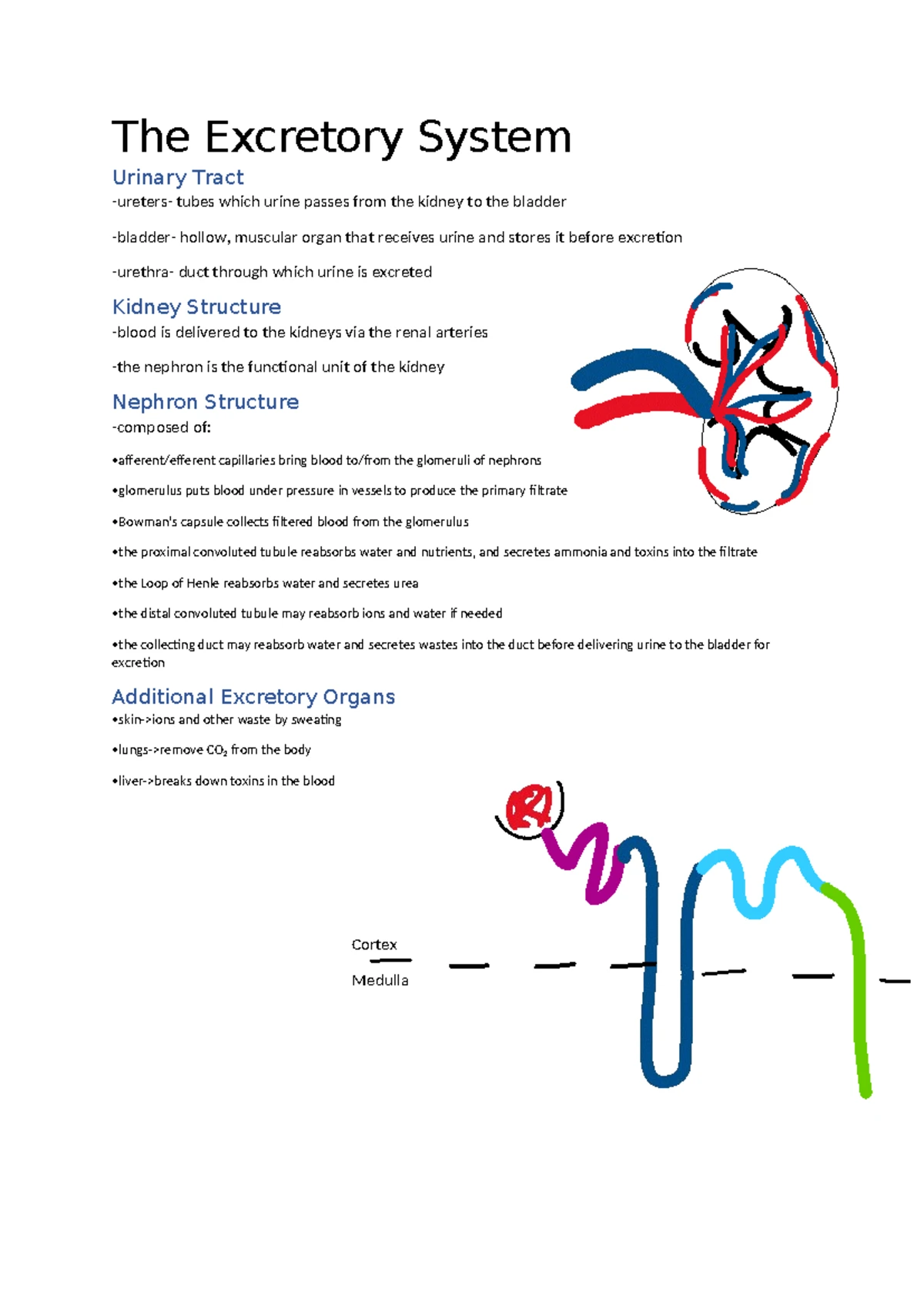 Digestive System Overview - VCE Biology Unit 1 Comprehensive Notes ...