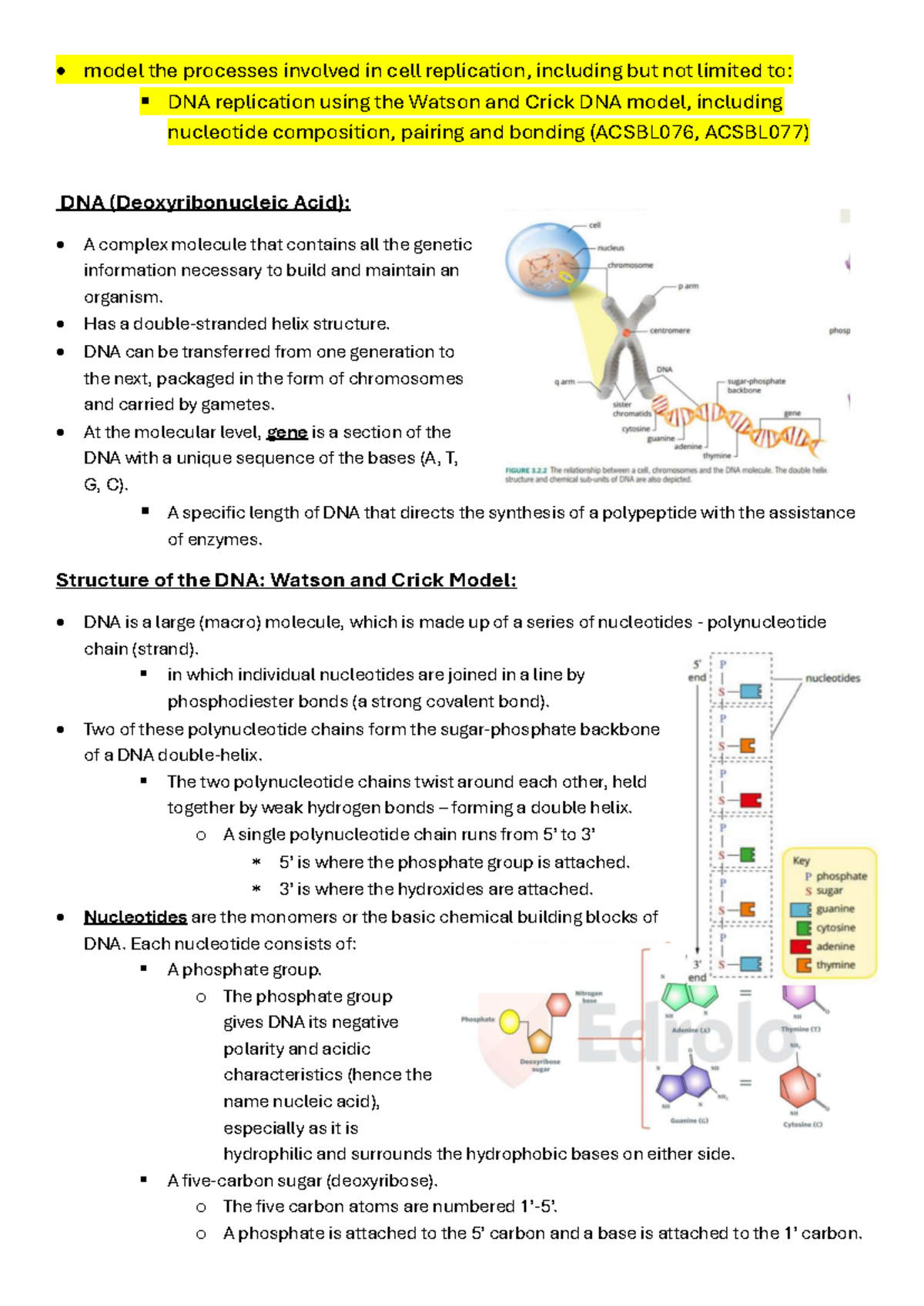 DNA Replication HSC Study Notes: Understanding the Process and Models ...