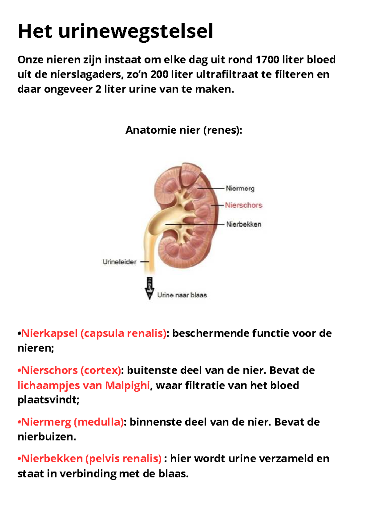 Het Urinewegstelsel: Anatomie en Functie van de Nieren - Studeersnel