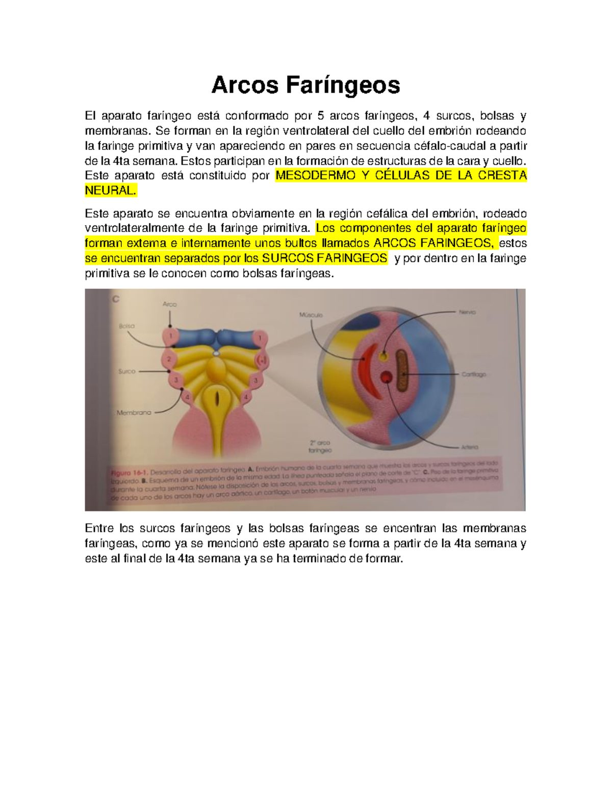 Arcos faringeos, cara y cuello - Arcos Faríngeos El aparato faríngeo ...