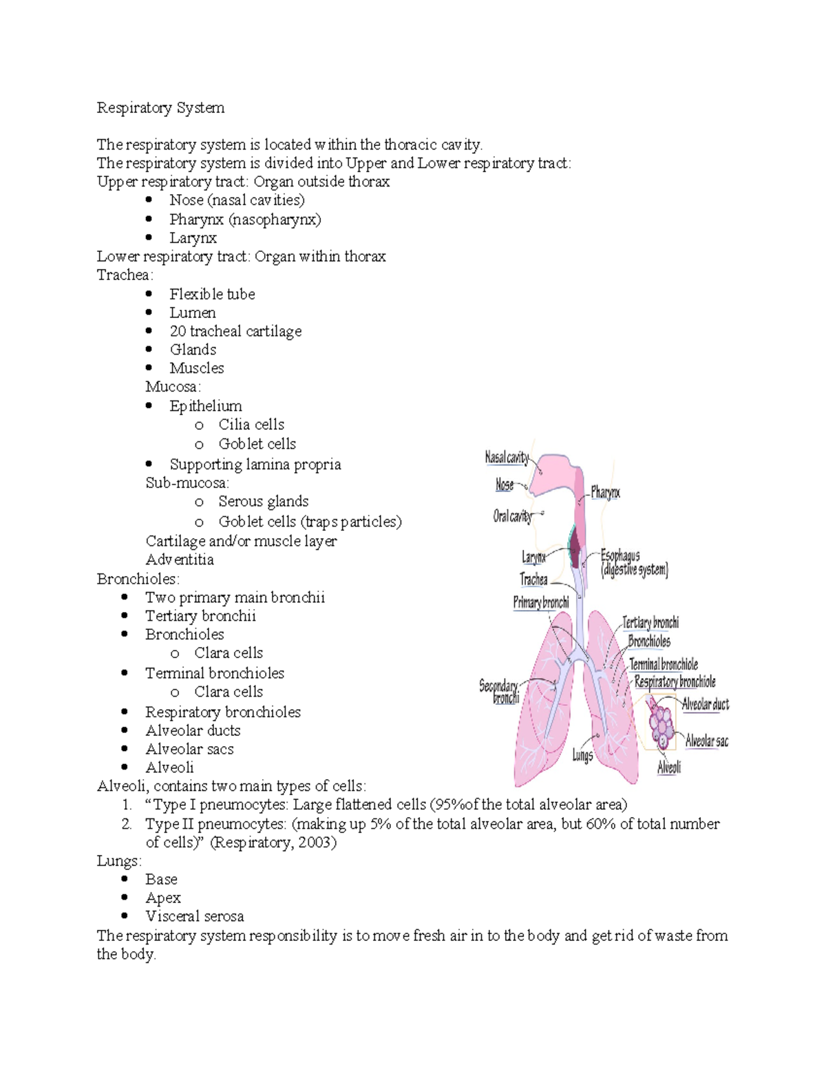 BIO - 210 Respiratory System Overview and Assessment Notes - Studocu