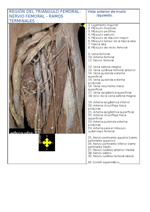HUESO Y ART mano - Anatomia - Huesos de la mano FALANGES IV DISTALES ...