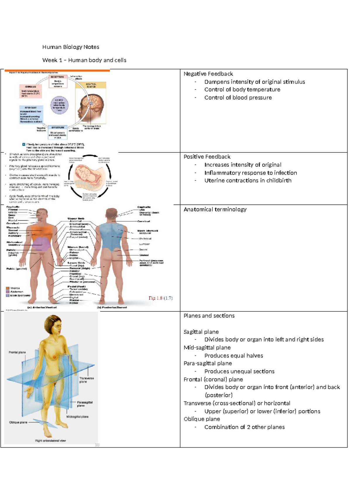 Human Biology Notes Wk 1-6: Body Systems, Tissues, and Blood Functions ...