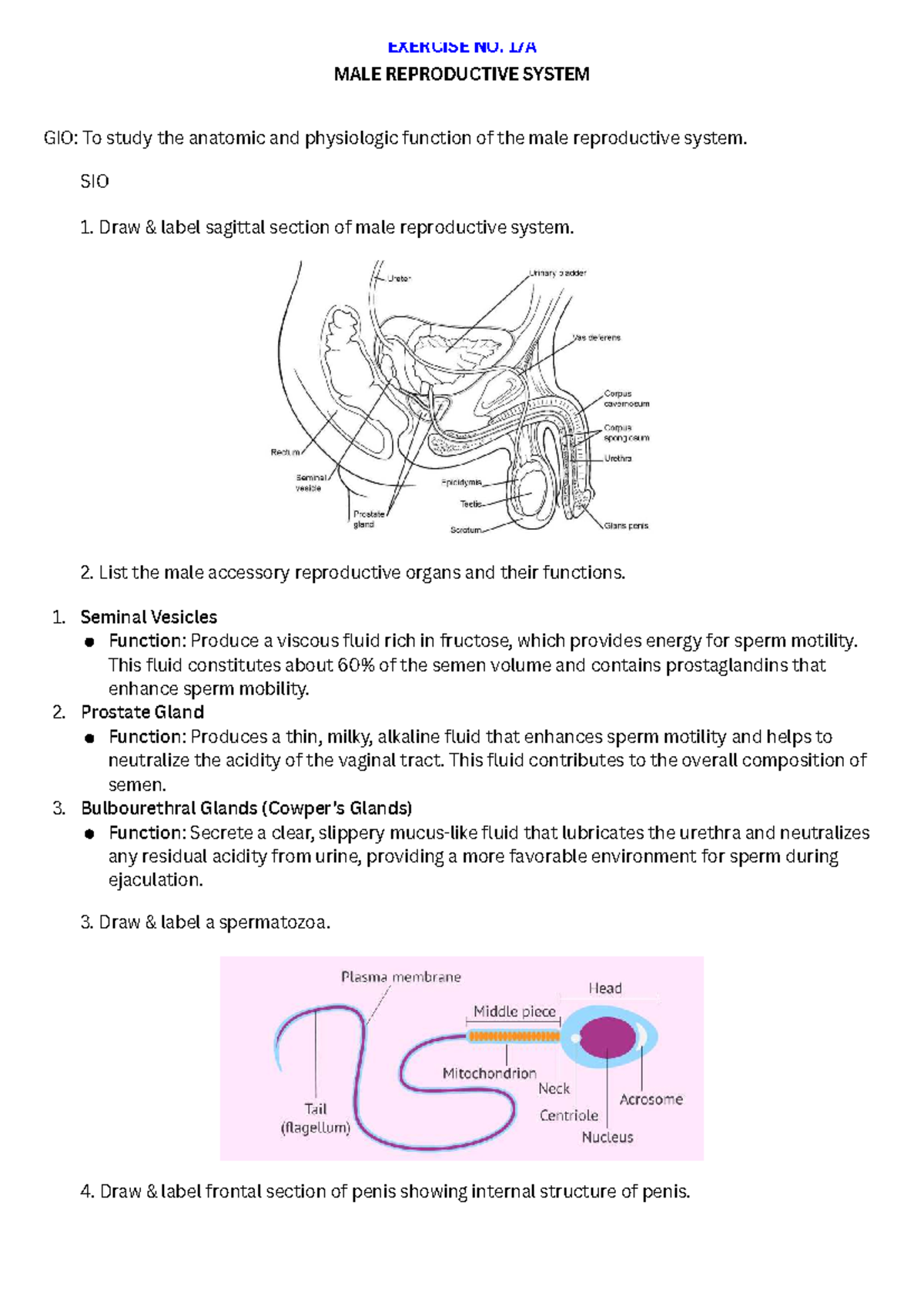 WEEK 17 Lab Exercise: Male & Female Reproductive System Overview - Studocu