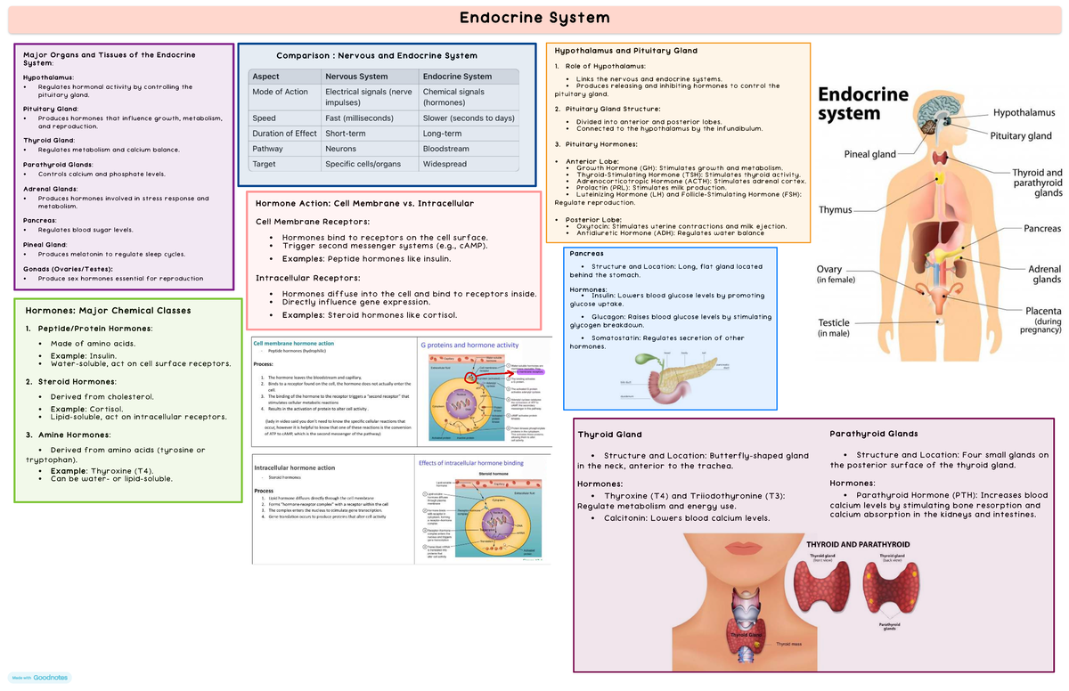 Endocrine System Overview: Major Organs & Hormonal Functions (BIO 101 ...
