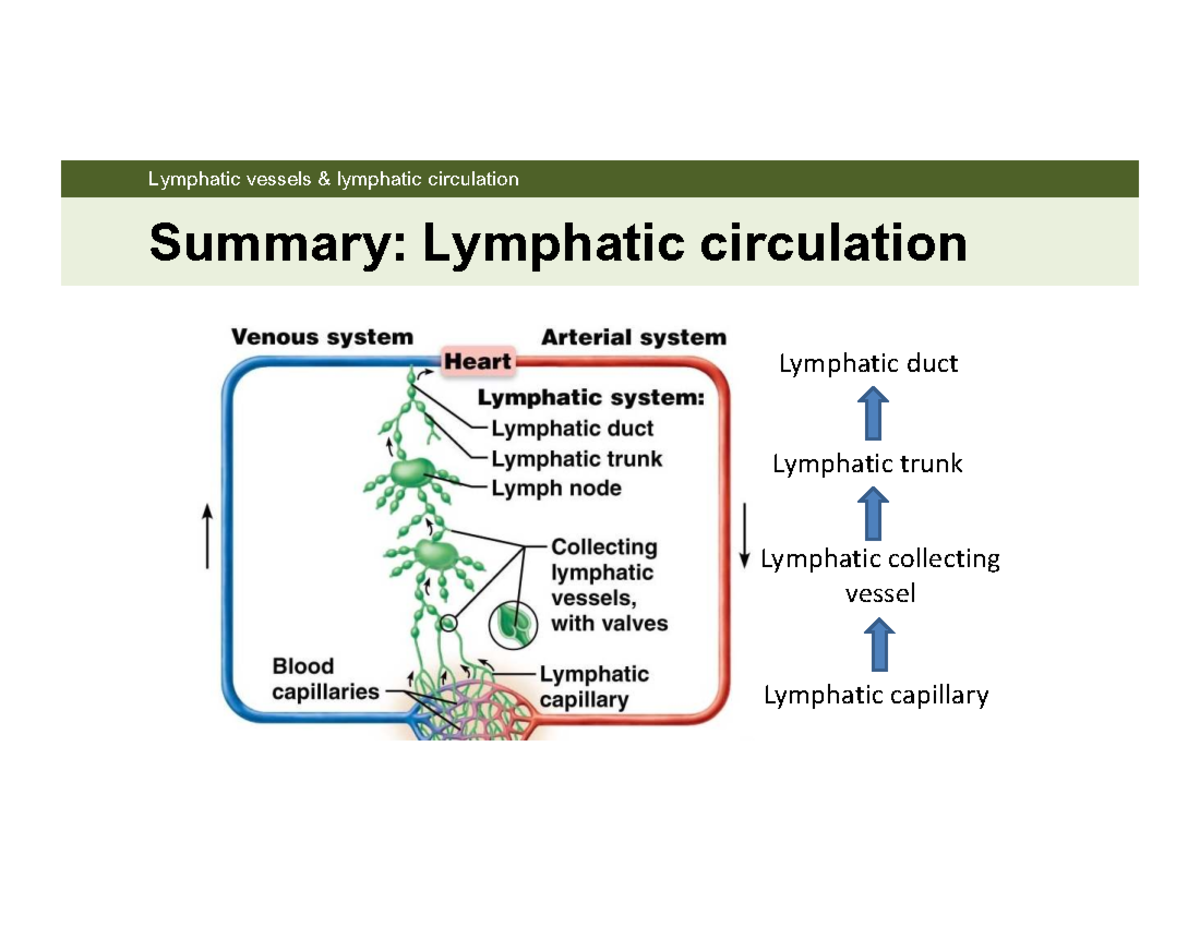 Lymphatic System Overview: Primary and Secondary Organs (BIO101) - Lymphatic capillary Lymphatic ...