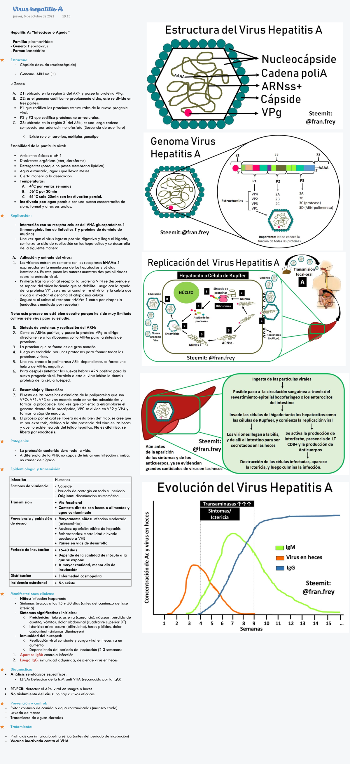 Virus hepatitis A - Apuntes - Hepatitis A: “Infecciosa o Aguda” Familia ...