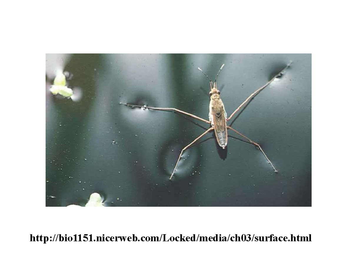 Biochemistry Concepts: Molecules, Interactions, and Polymers - Studocu