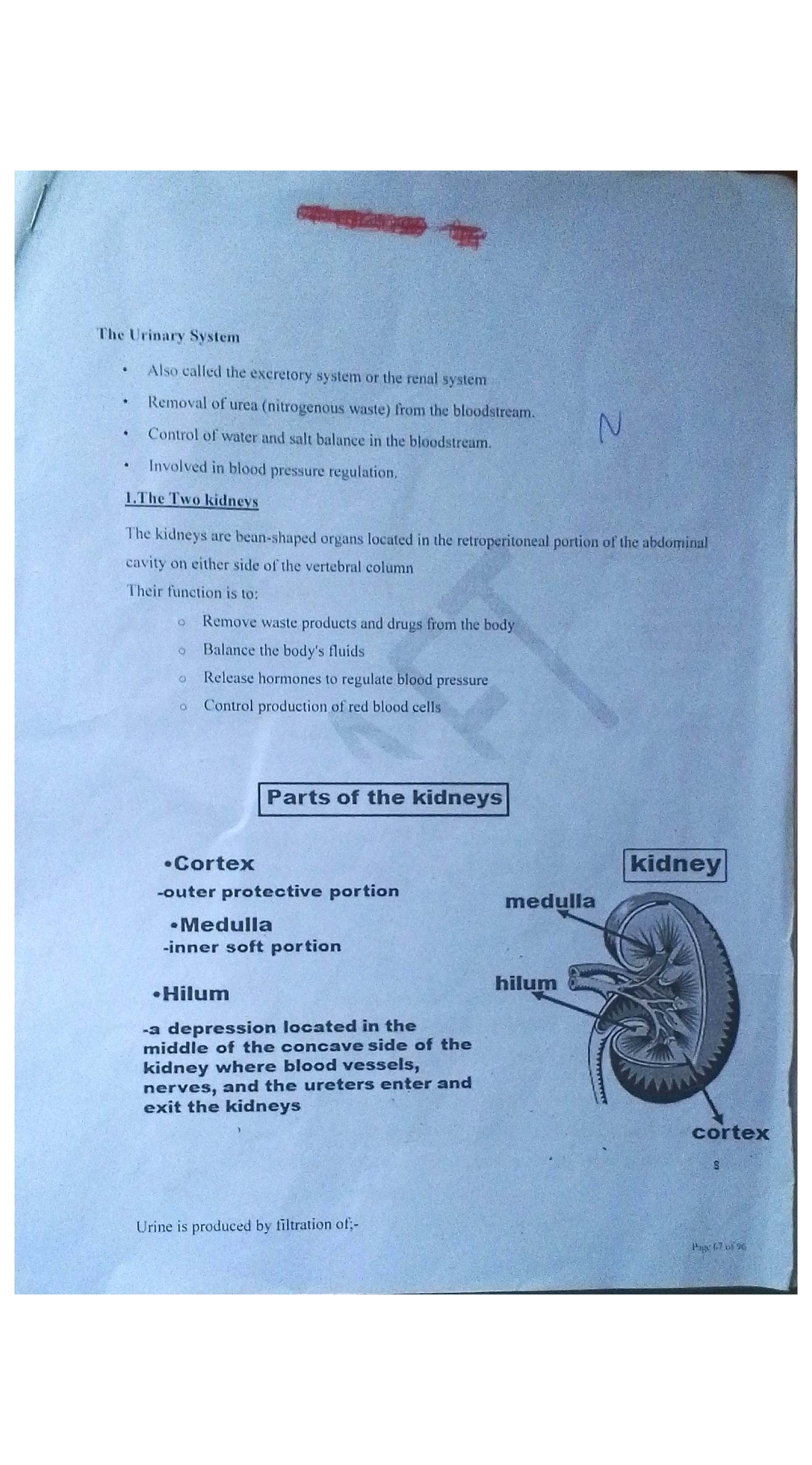 Kidney - Physiology and Function Notes (BIO 101) - Studocu