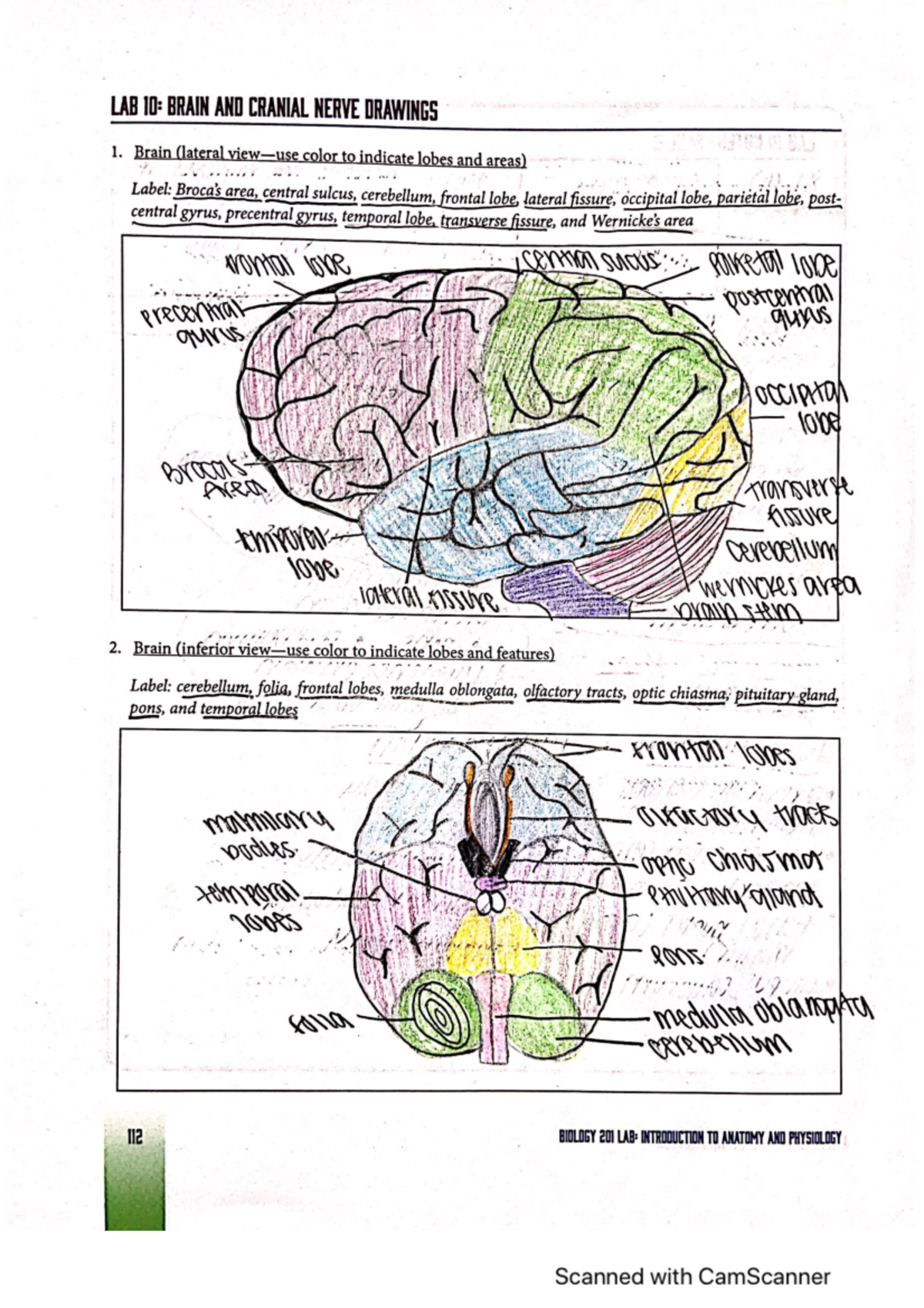 BIO201L Lab 10 - Exploring the Brain and Cranial Nerves - Studocu