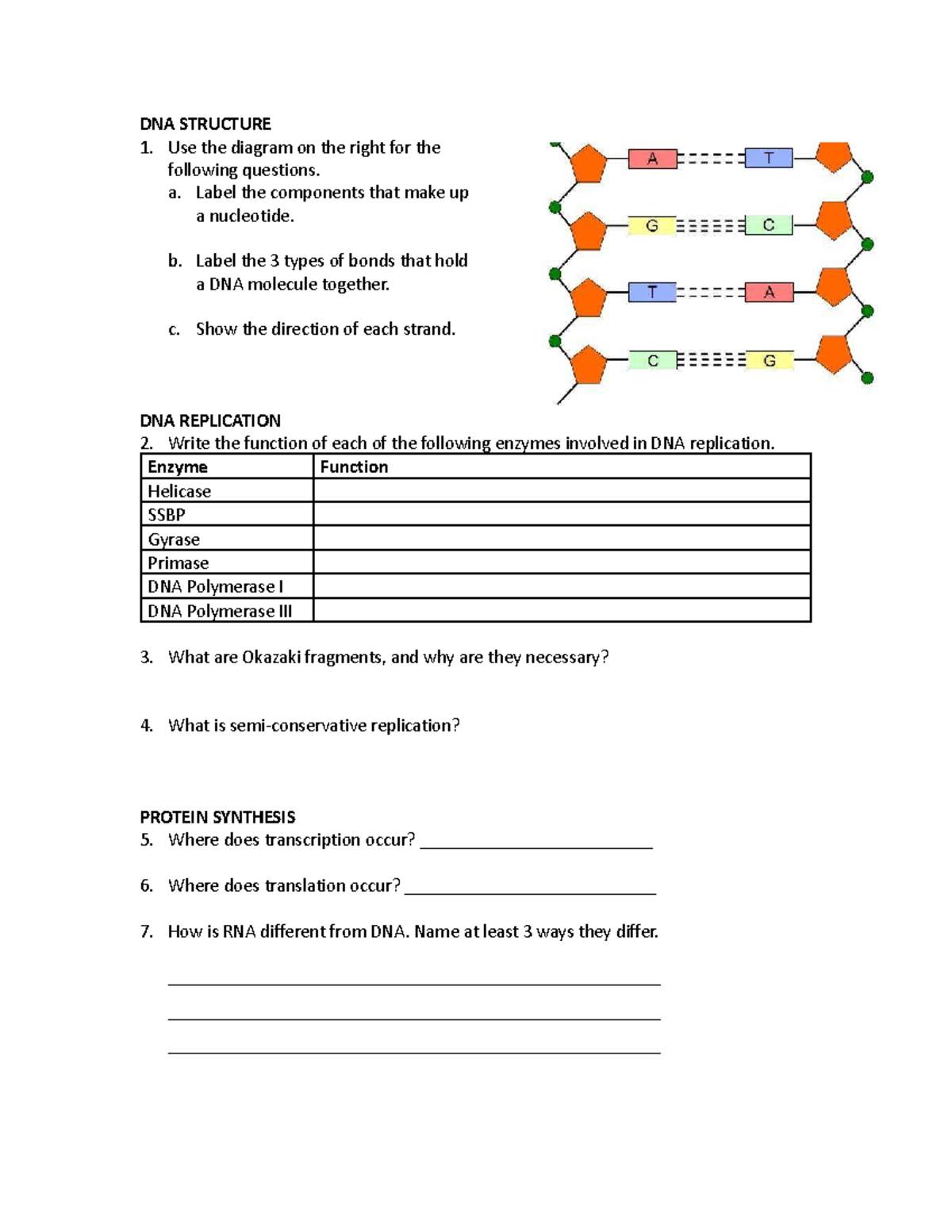 Genetics Exam Review: DNA Structure, Replication & Protein Synthesis ...