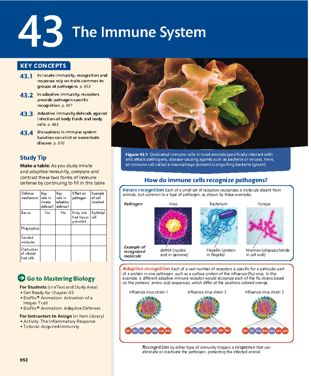 Chapter 43: The Immune System - Key Concepts and Study Guide - Studocu