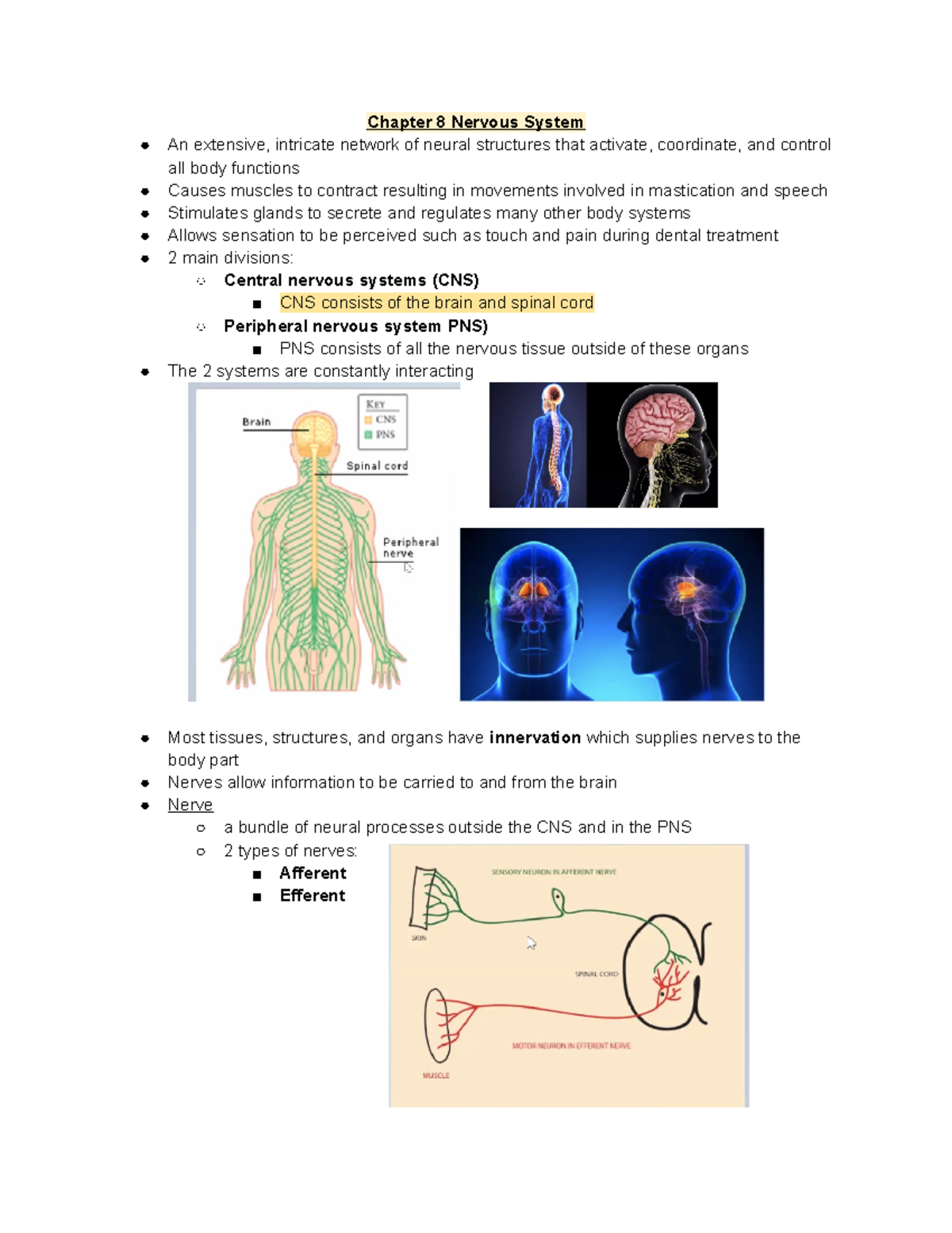 Exam 4 Study Guide: Nervous System and Primary Dentition Overview - Studocu