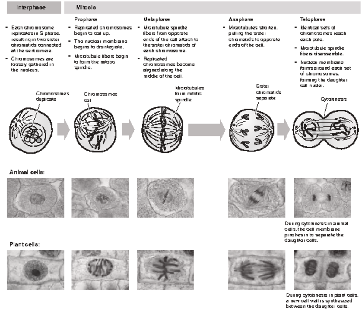 Mitosis Overview: Stages and Processes in Cell Division - Studocu