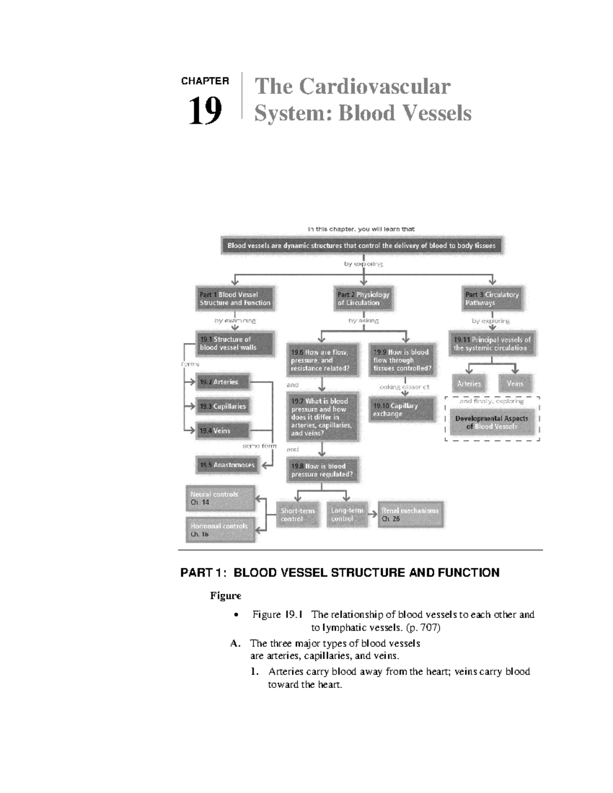 CHAPTER 19: The Cardiovascular System - Blood Vessels Overview ...