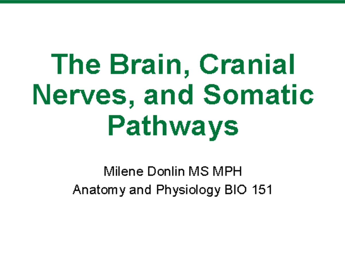 Chapter 13 Brain Cranial Nerves and Somatic Pathways (SP 22) - The Brain, Cranial Nerves, and ...