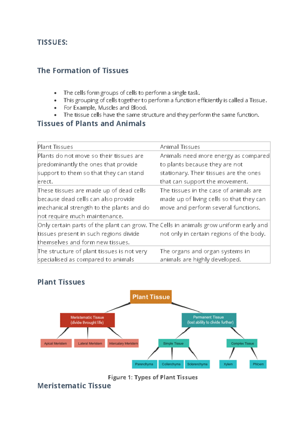 Tissues - TISSUES: The Formation of Tissues • The cells form groups of ...
