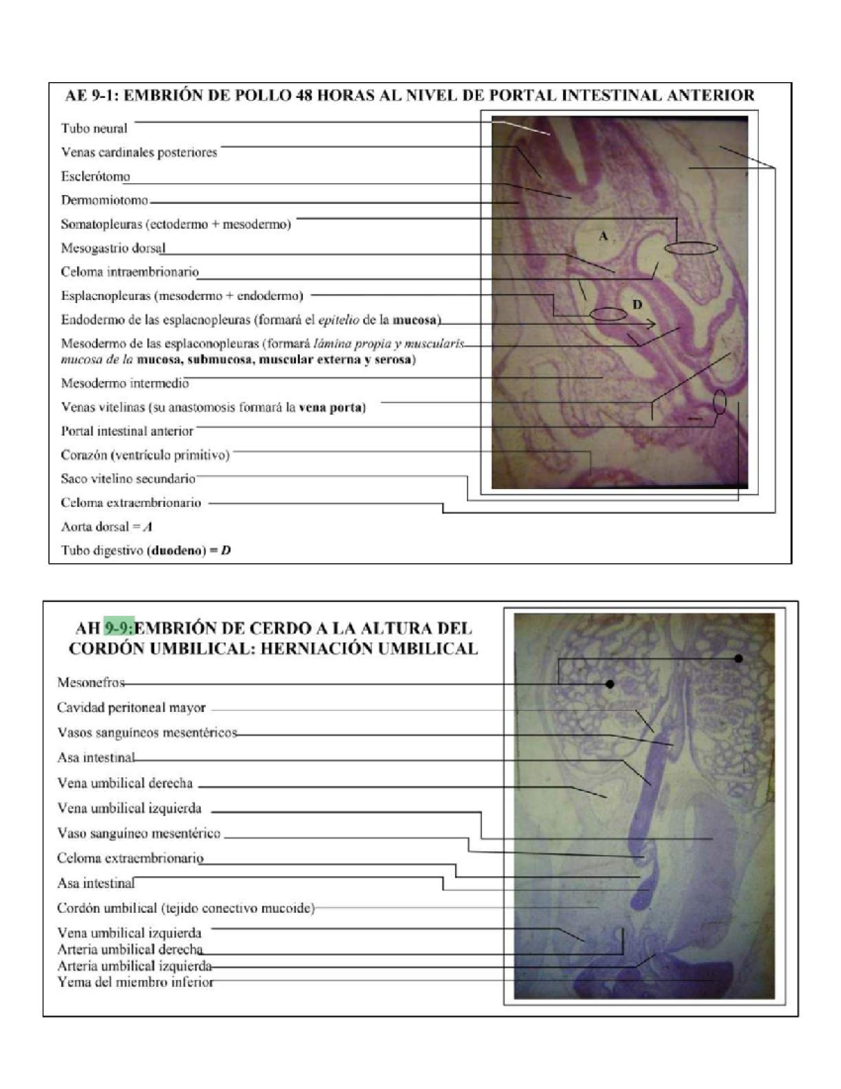Estudio de Anatomía: EMBRIOLOGÍA del Pollo y Cerdo en Histología - Studocu