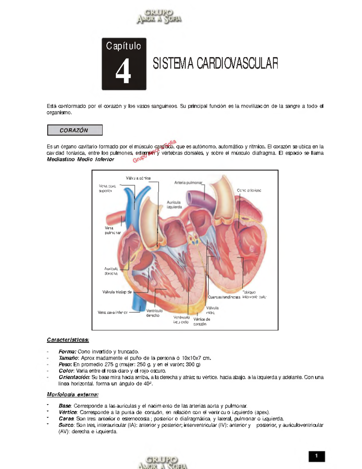 PDF Semana 2 - ASDF - Capítulo 4 SI STBVIA CARDI ( M U L A R Está conformado por el corazón y ...