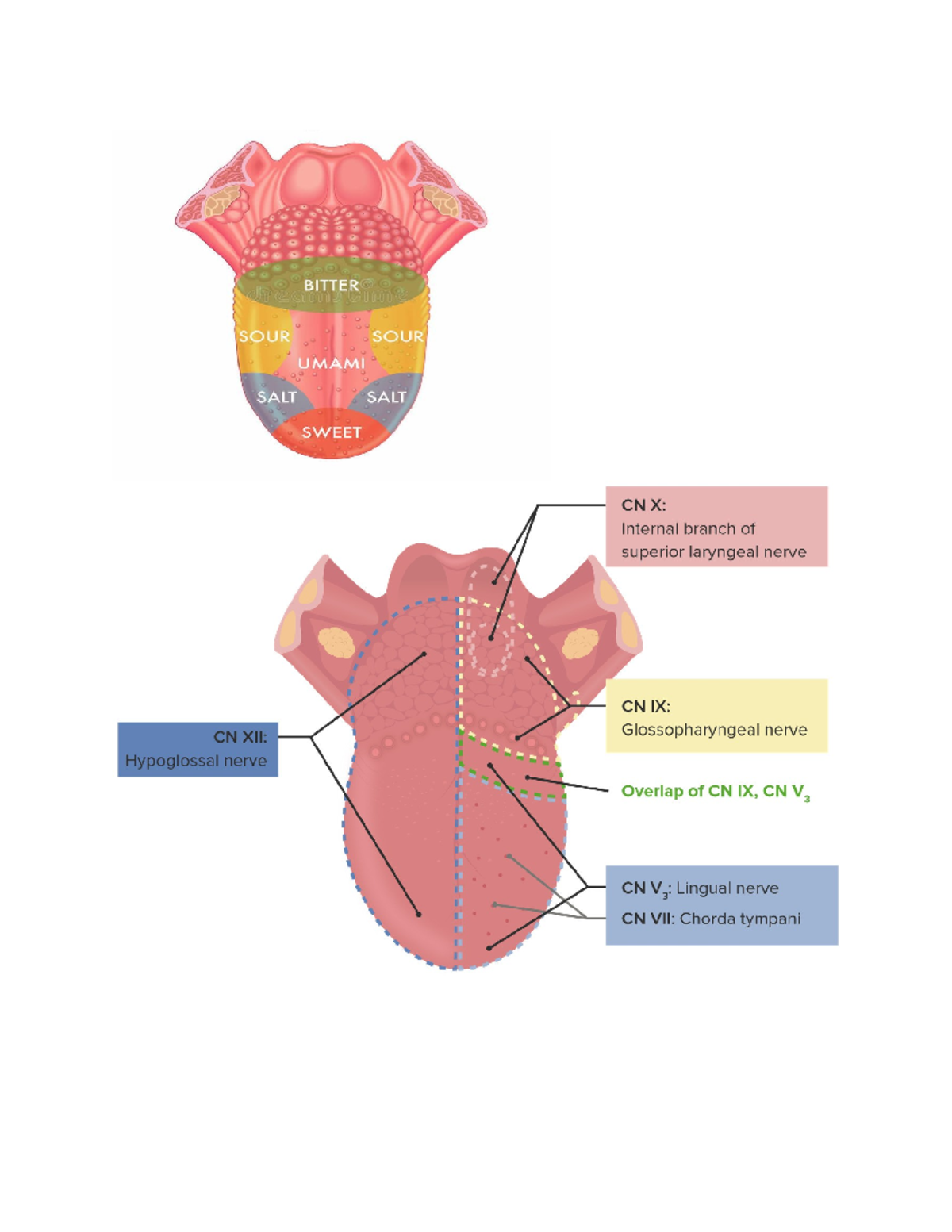Anatomy of the Tongue: Key Terms and Nerve Supply Overview - Studocu