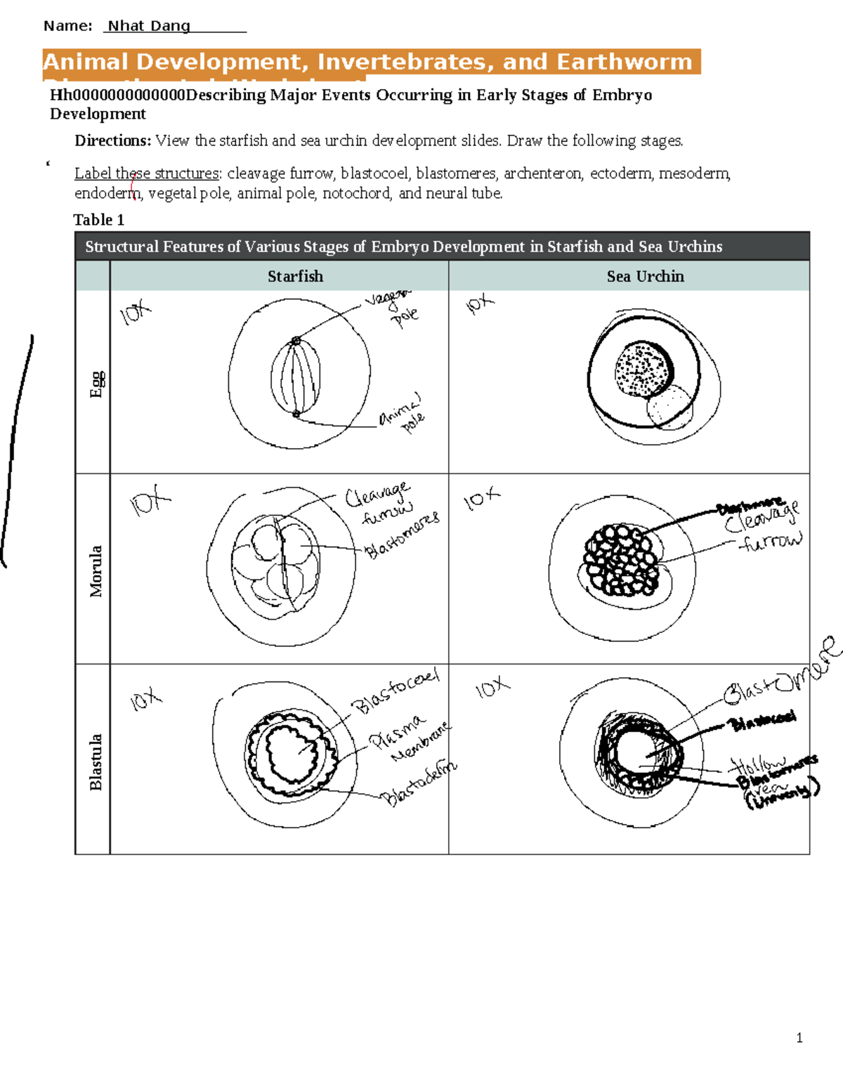 Animal Development: Invertebrates & Earthworm Dissection wkst - Studocu