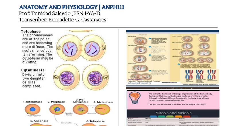 ANATOMY AND PHYSIOLOGY (BSN) - Tissues & Integumentary System Notes ...