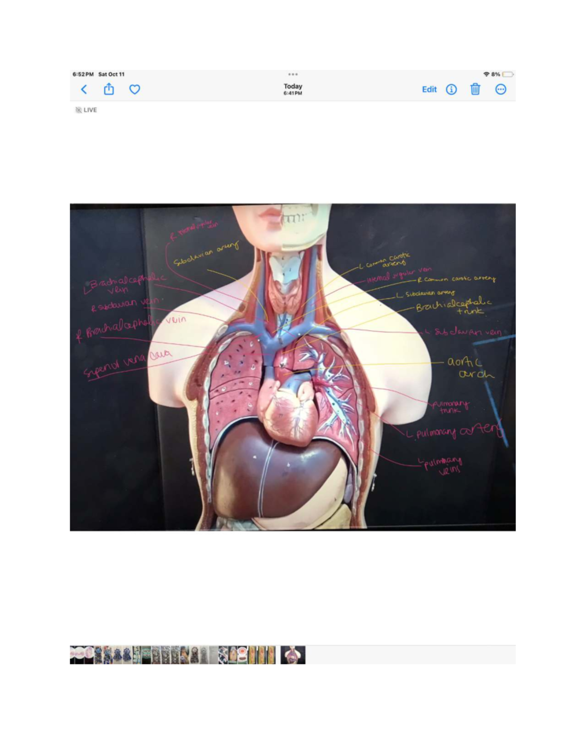 Final Exam Study Guide for Course 101: Blood Vessels and Anatomy - Studocu