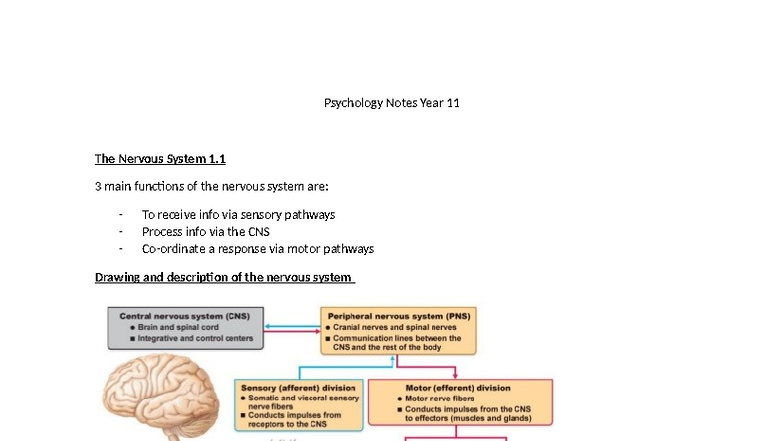 Psychology Notes Year 11: The Nervous System and Brain Functions - Studocu