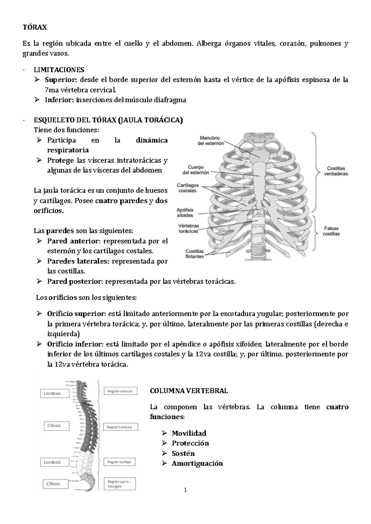 Anatomía del Tórax 240212: Resumen y Estructuras Clave - Studocu