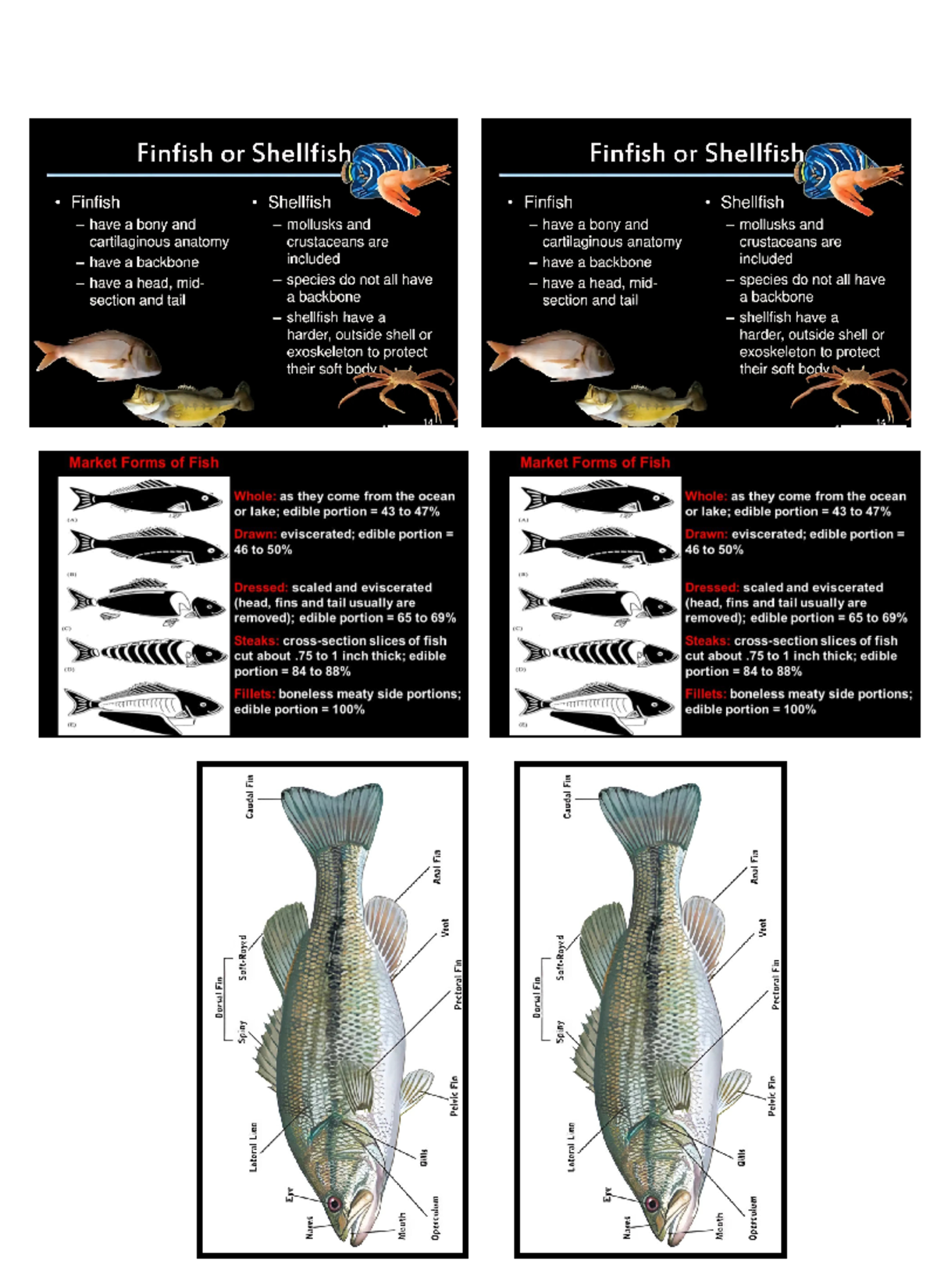 assignment nila - Finfish or Shellfish Finfish or Shellfish Finfish ...