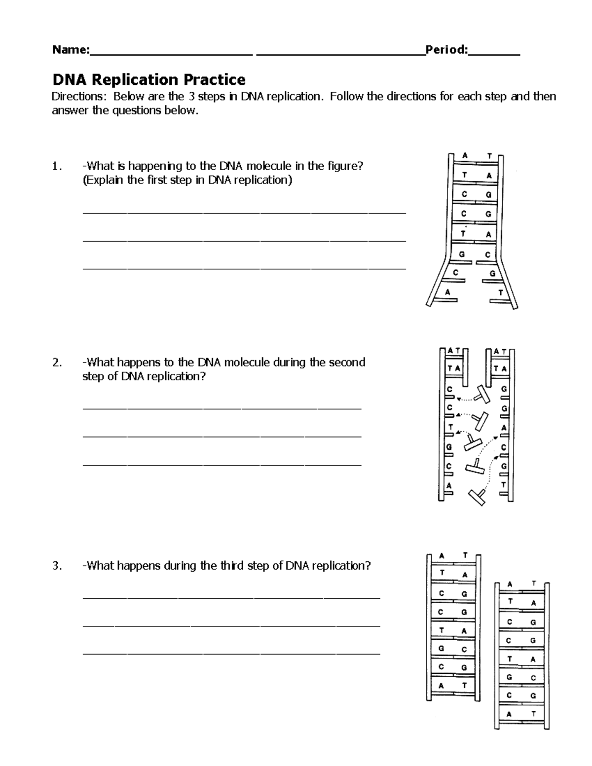 Quiz practice sheet DNA Replication Worksheet - Name