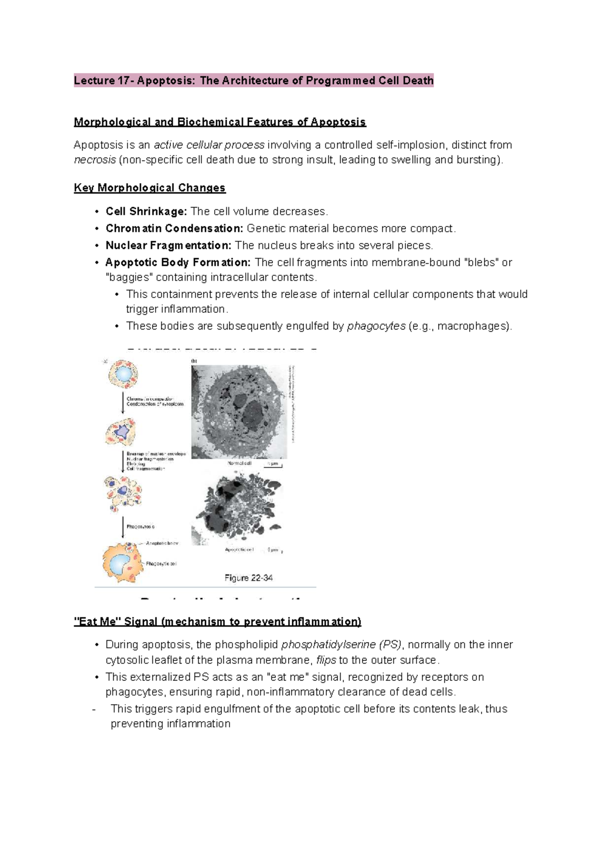 CELL BIO 2382 - Lecture Notes on Apoptosis: Mechanisms and Implications ...