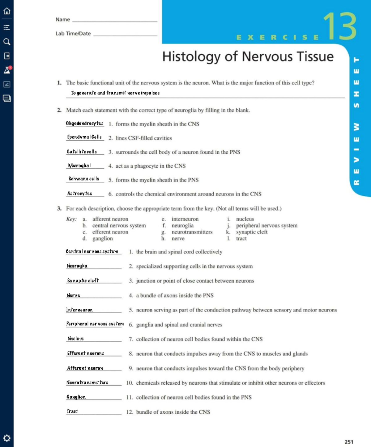 Human Anatomy Exercise 13: Neuroglia and Nerve Impulses Overview - Studocu