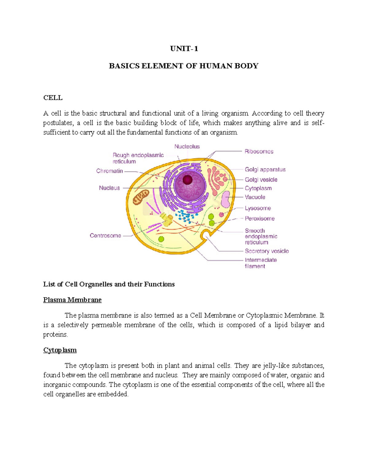 AHP 101: Basics of Human Body Cells and Tissues Overview - Studocu