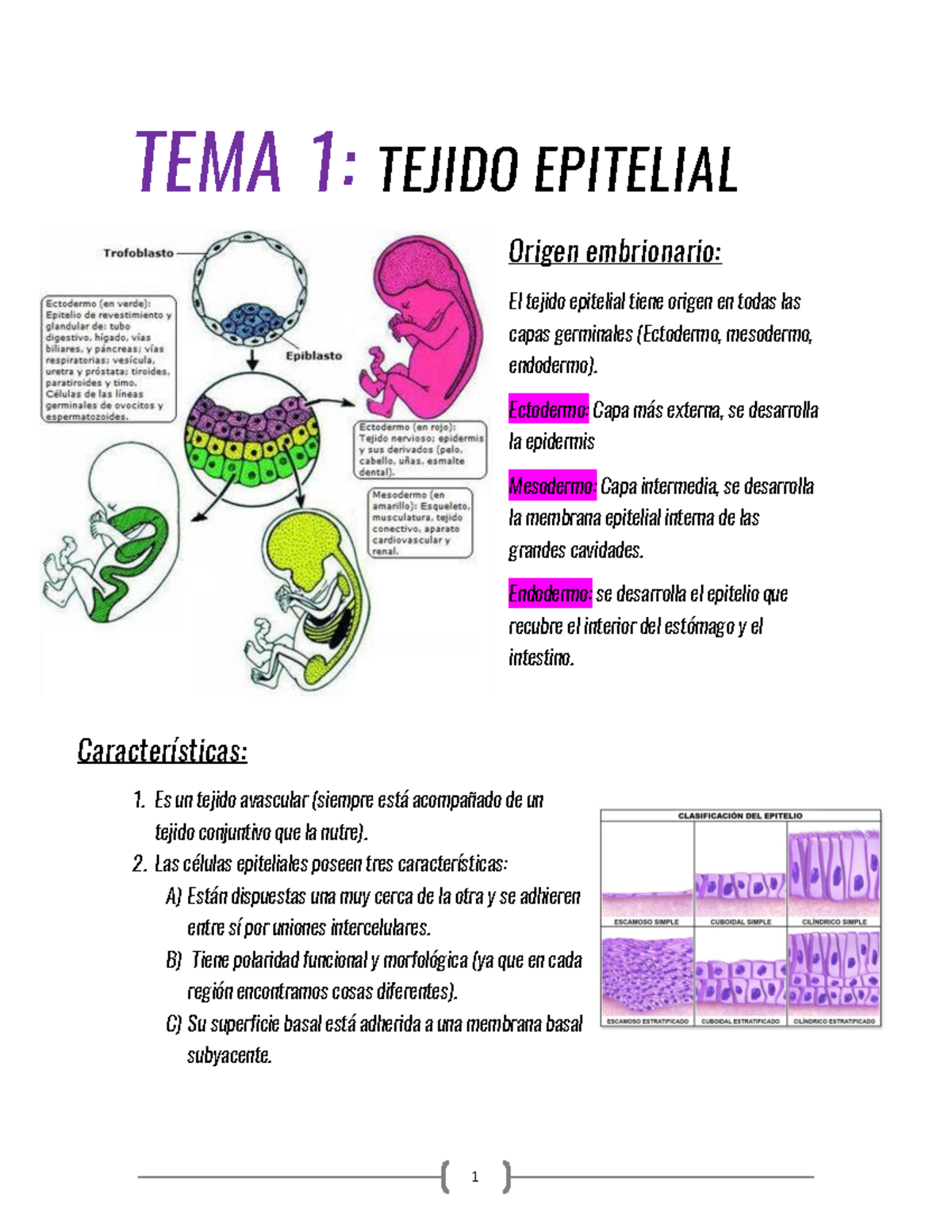 Resumen Histo BCC2 - TEMA 1: TEJIDO EPITELIAL Origen embrionario: El ...