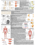 Cheat sheets for Studying Anatomy and Physiology in Honors - Studocu