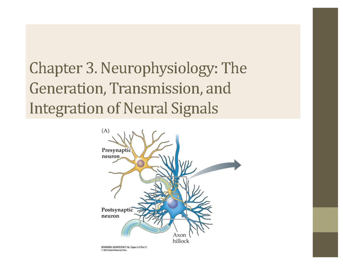 F25 Chapter 3: Neurophysiology - Neural Signals & Brain Functions Review - Studocu