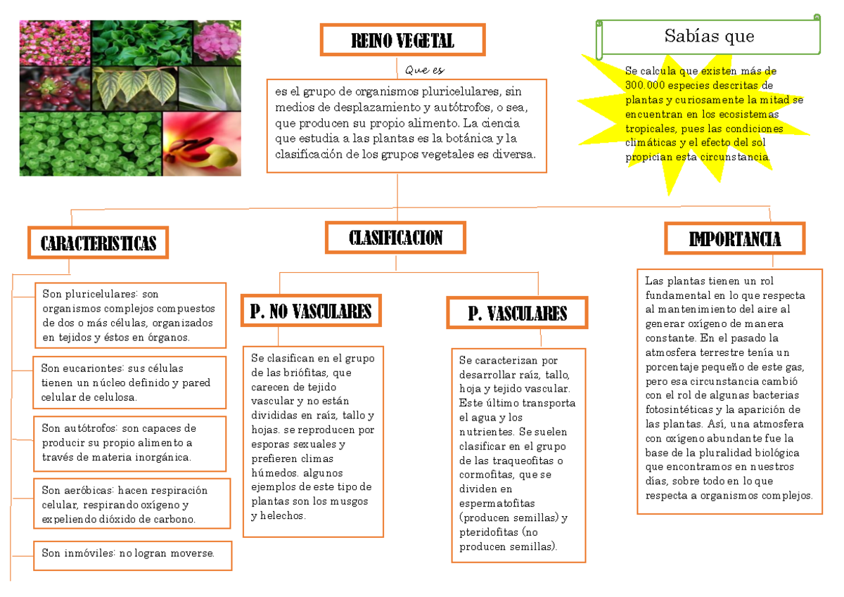 Cuadro De Clasificación Del Reino Vegetal