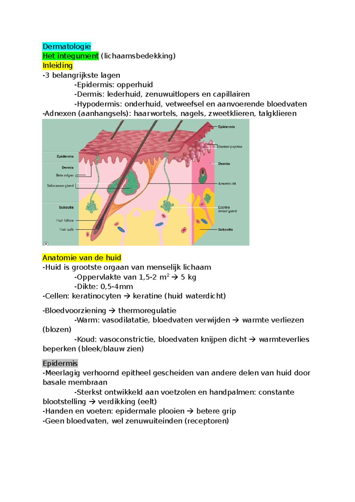 Dermatologie - Samenvatting Pathofysiologie 2 - Anatomie en Functie van ...
