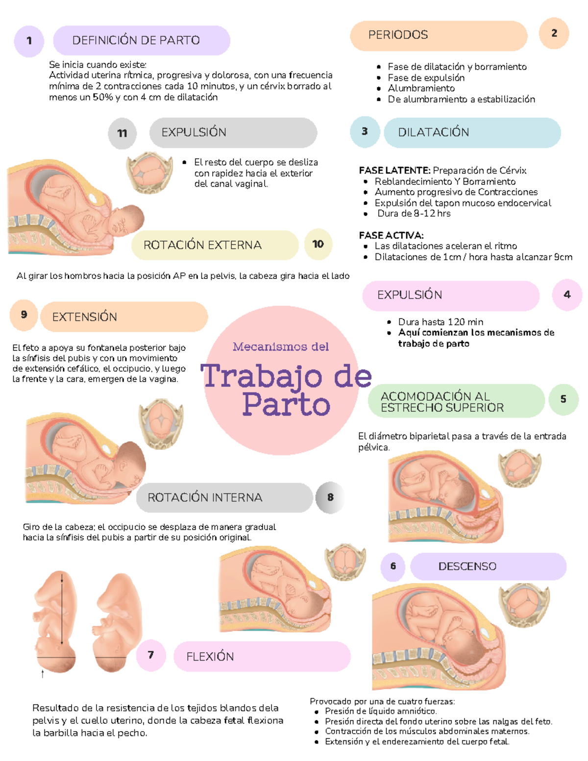 Mecanismos del Parto: Conceptos y Fases Clave para el Aprendizaje - Studocu