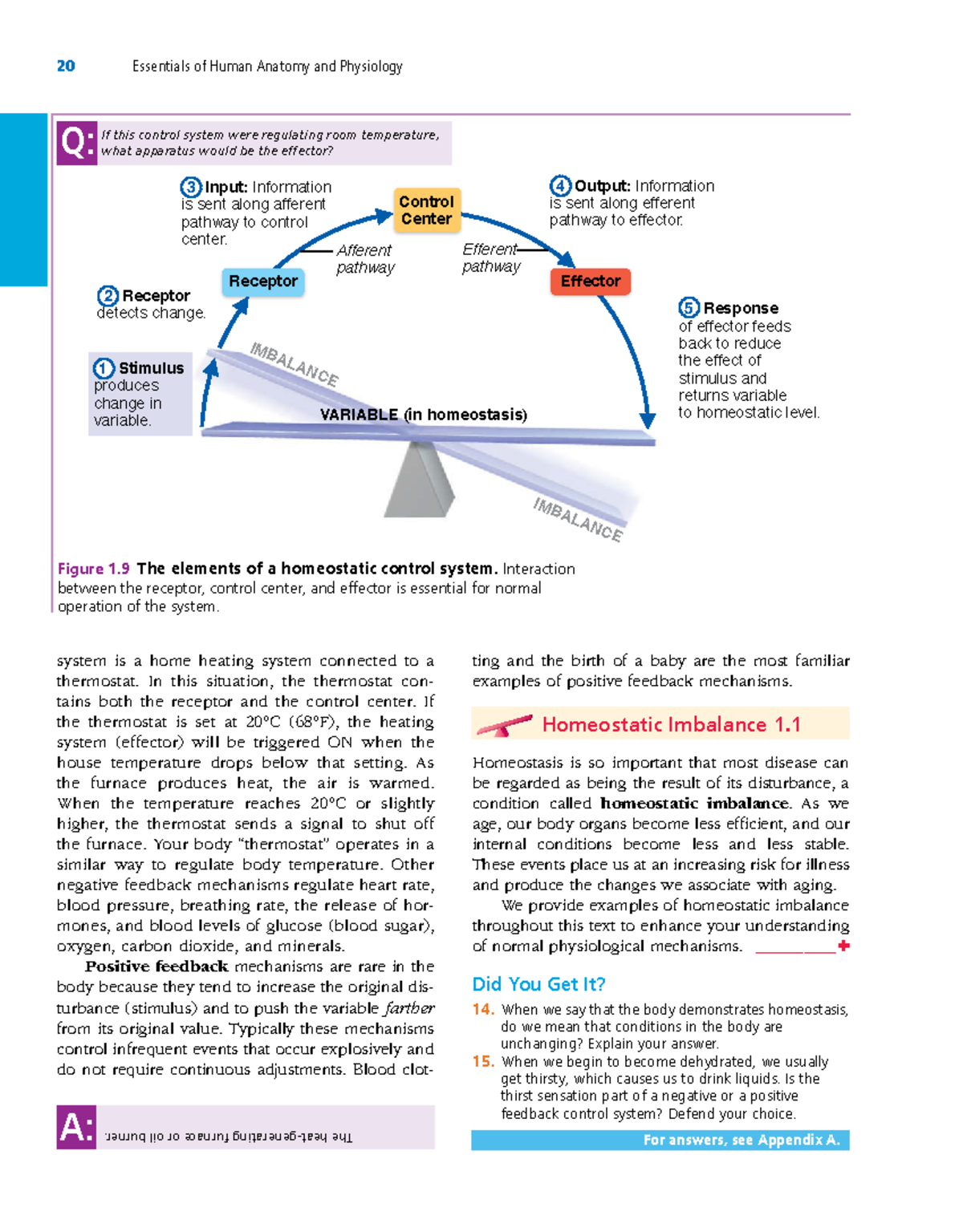 Anatomy and physiology 1-17 - 20 Essentials of Human Anatomy and ...