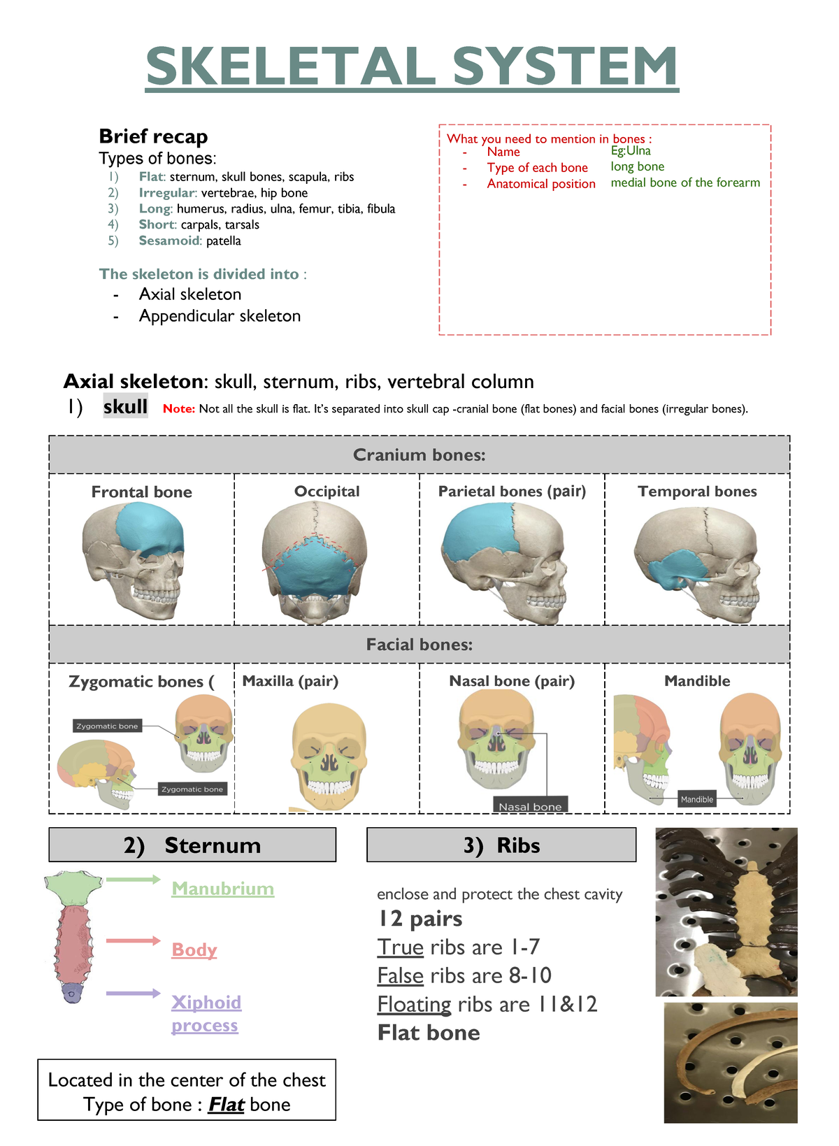 Anatomy 101 - Skeletal System Bones Overview and Practice - Studocu