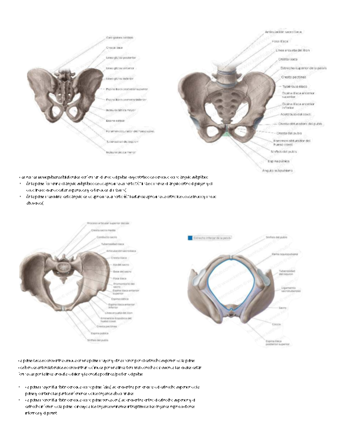 Anatomía de la Pelvis y Periné: Estructuras y Funciones Clave - Studocu